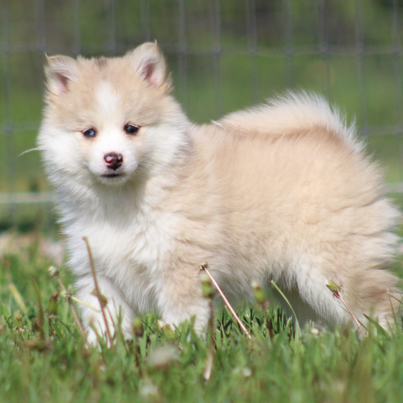 Reba, a Tan & White Female Pomsky Puppy 732682 | PuppySpot
