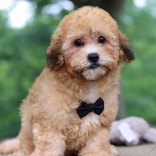 Bichonpoo Breed Facts, Information, and Characteristics | PuppySpot