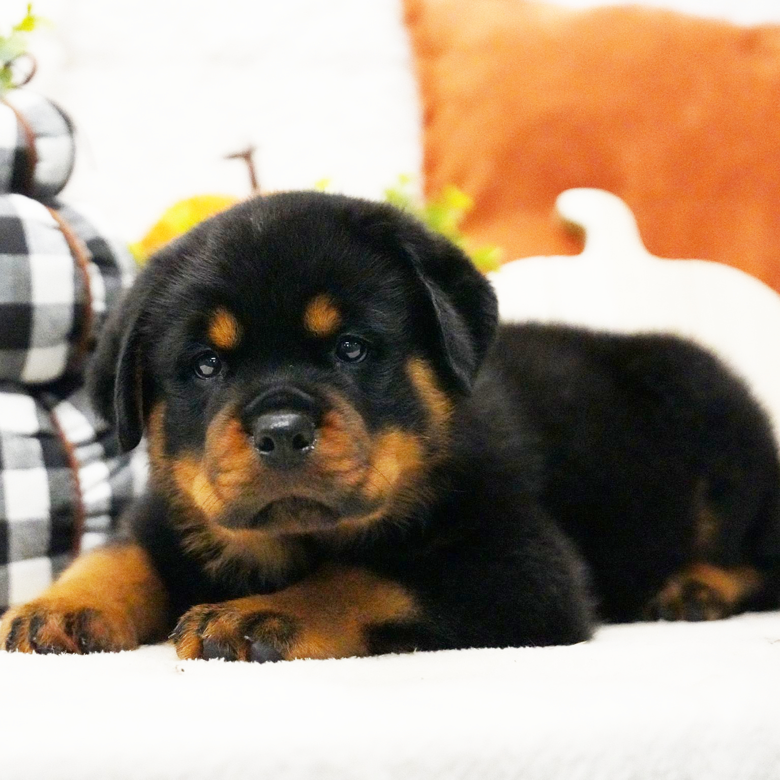 Cute Fluffy Rottweiler Puppies