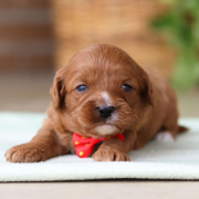 Dog Breeds: Complete List, Descriptions, and Puppies for Sale | PuppySpot