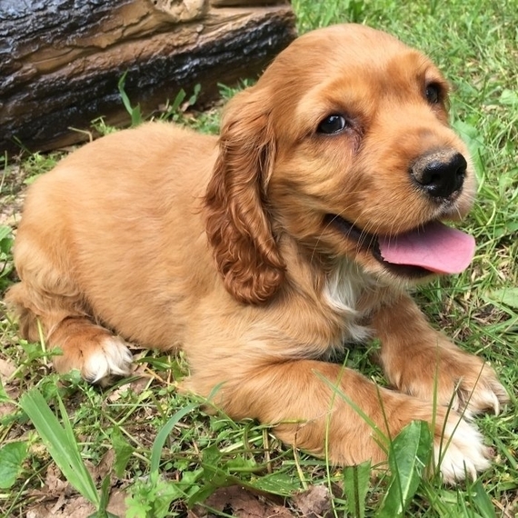 Copper Cocker Spaniel Puppy 597723 | PuppySpot