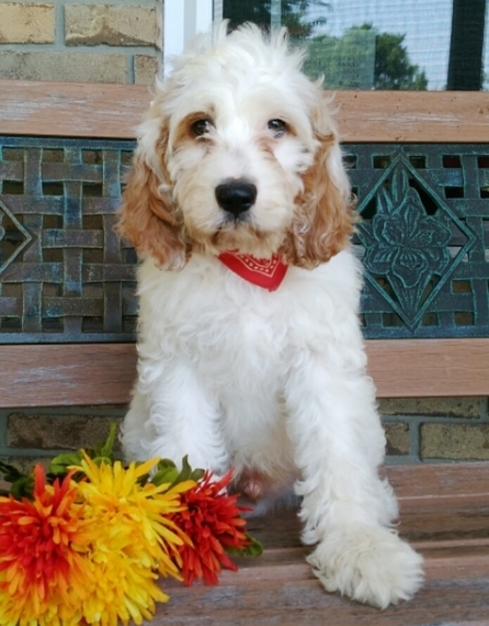 Snuggles, a Apricot & White Male Cockapoo Puppy 599353 | PuppySpot