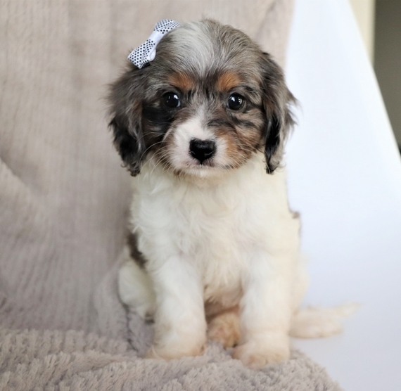 Juliet, a Blue Merle White & Tan Female Cavapoo Puppy 623213 | PuppySpot