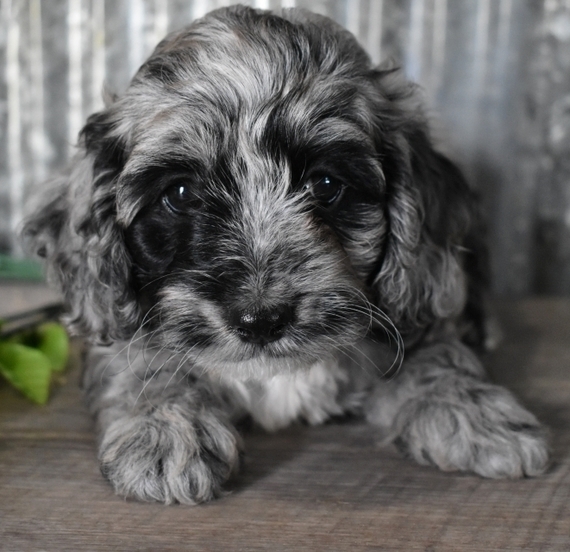 Carly, a Blue Merle Female Cockapoo Puppy 647883 | PuppySpot