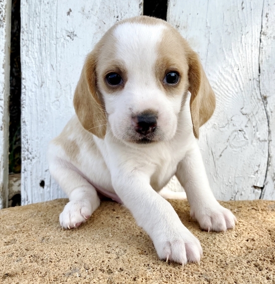 Chip Beagle Puppy 656193 | PuppySpot