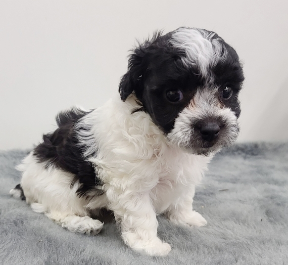 Oreo Poodle Puppy 657163 | PuppySpot
