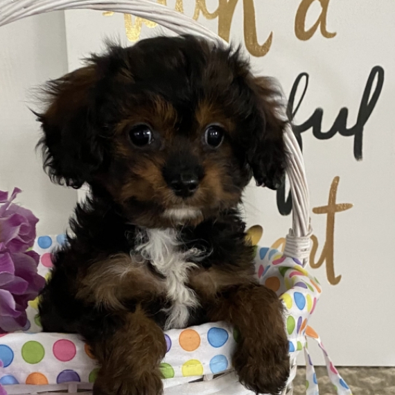 Melones, a Tri-Colored Female Cavapoo Puppy 670743 | PuppySpot