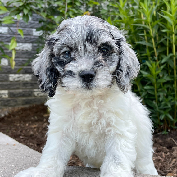 Duke, a Blue Merle Male Cockapoo Puppy 675713 | PuppySpot