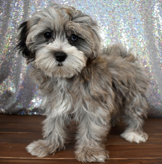 Stormy, a Blue Merle Female Maltipoo Puppy 677373 | PuppySpot