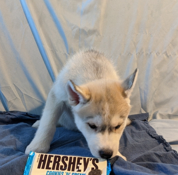 Cream Siberian Husky Puppy 677853 | PuppySpot