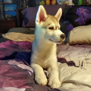 Cream, a Gray & White Male Siberian Husky Puppy 677853 | PuppySpot