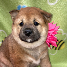 Shiba Inu Breed Characteristics | PuppySpot