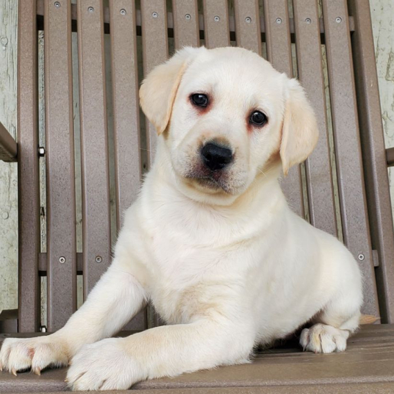 Find the Right Puppy for Your Family | PuppySpot