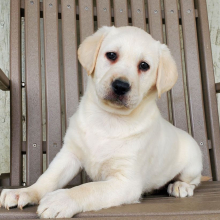 Find the Right Puppy for Your Family | PuppySpot