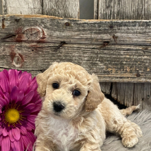 Bichonpoo Breed Characteristics | PuppySpot