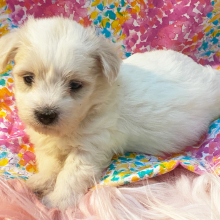 Coton de Tulear Puppies for Sale - Black, White, Tri Color +More ...