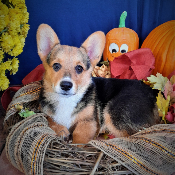 Nova, a Black & Tan Female Pembroke Welsh Corgi Puppy 716703 | PuppySpot