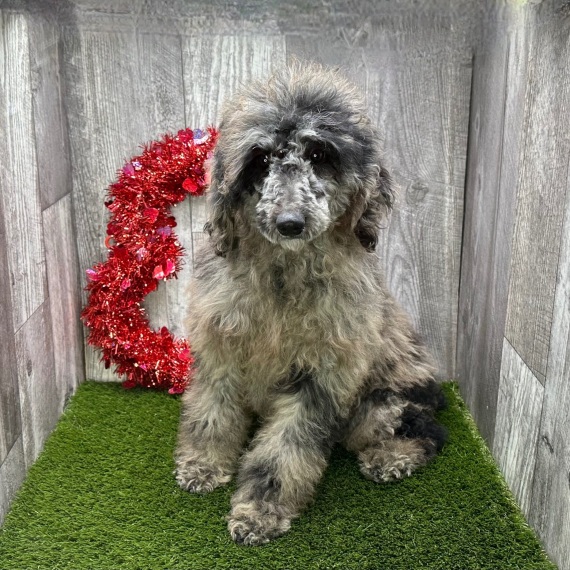 What Is A Blue Merle Poodle