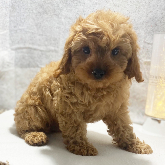 Karson, a Ruby Male Cavapoo Puppy 723383 | PuppySpot