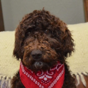 Find the Right Puppy for Your Family | PuppySpot