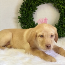 Aspin, a Yellow Female Labrador Retriever Puppy 630494 | PuppySpot