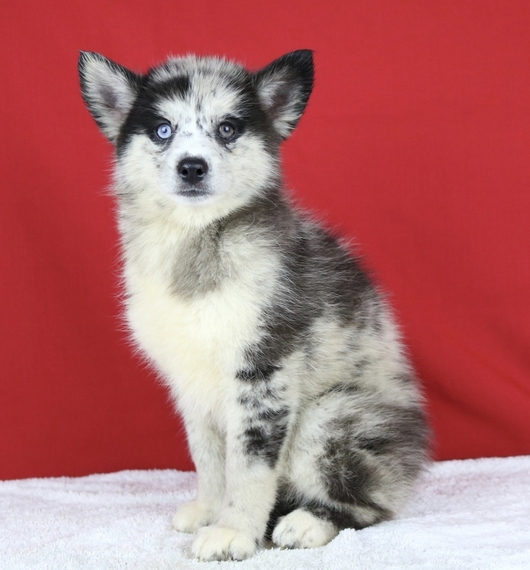 Yale, a Blue Merle Female Pomsky Puppy 655004 | PuppySpot