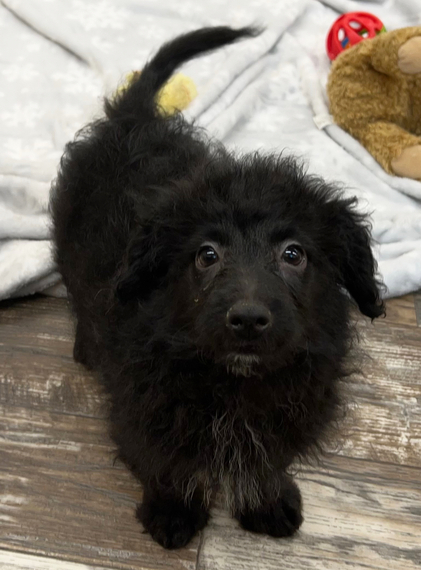 Roper, a Black Male Pomapoo Puppy 691984 | PuppySpot