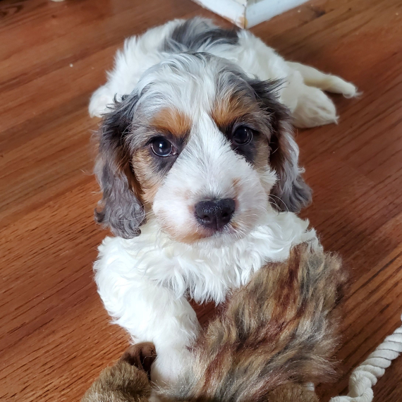 Finley, a Blue Merle White & Tan Male Cavapoo Puppy 716614 | PuppySpot