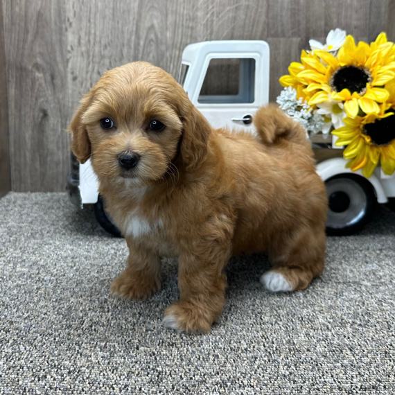 Posey, a Apricot Female Havapoo Puppy 740004 | PuppySpot
