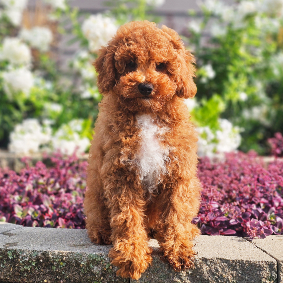 Nash, a Red Male Poodle Puppy 766914 | PuppySpot