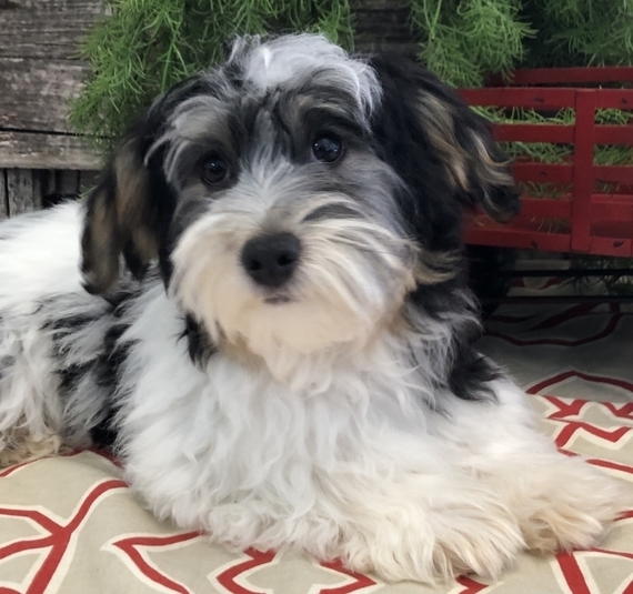 Blue, a Black & White Male Havanese Puppy 624205 | PuppySpot