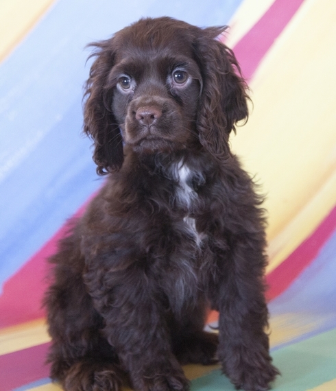 Coco, a Chocolate Female Cocker Spaniel Puppy 627375 | PuppySpot