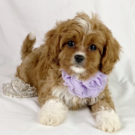 Gracelynn is a Ruby Cavapoo Puppy 643955 | PuppySpot