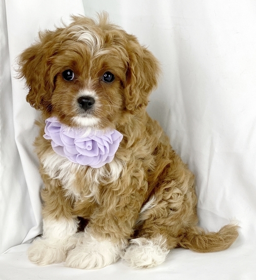Gracelynn is a Ruby Cavapoo Puppy 643955 | PuppySpot