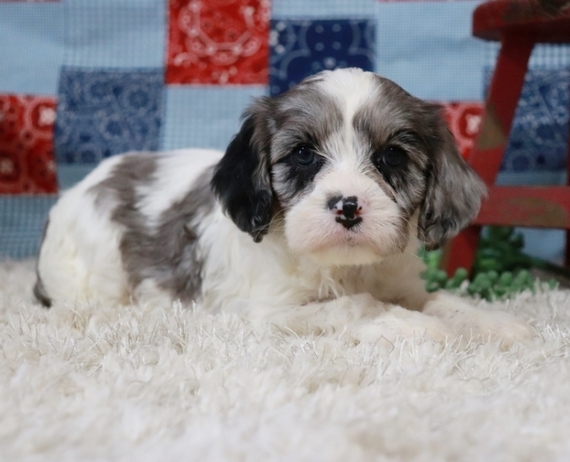 Charlene, a Blue Merle & White Female Cavapoo Puppy 661435 | PuppySpot