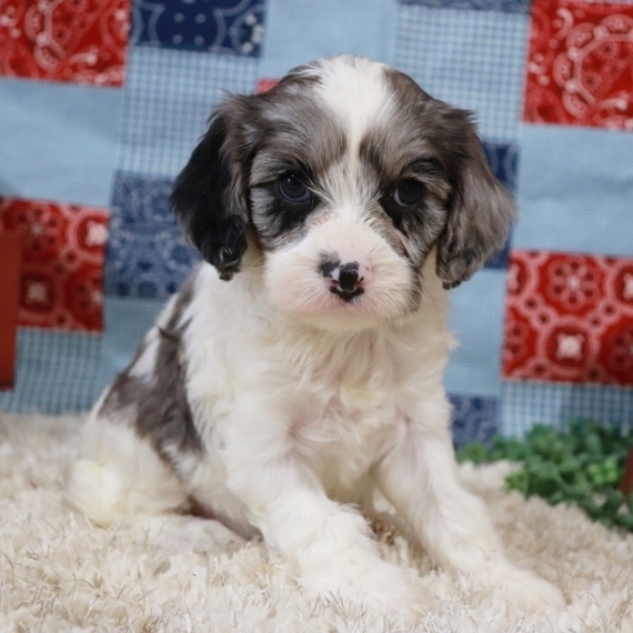 Charlene, a Blue Merle & White Female Cavapoo Puppy 661435 | PuppySpot