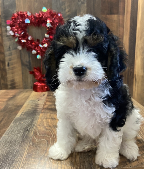 Bob, a Tri-Colored Male Cavapoo Puppy 669075 | PuppySpot