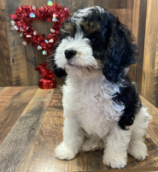 Bob, a Tri-Colored Male Cavapoo Puppy 669075 | PuppySpot