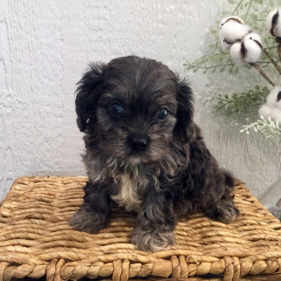 Shadow, a Blue Merle Male Cavapoo Puppy 671235 | PuppySpot