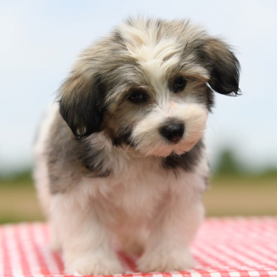 Sam, a Silver Brindle Male Havanese Puppy 677495 | PuppySpot