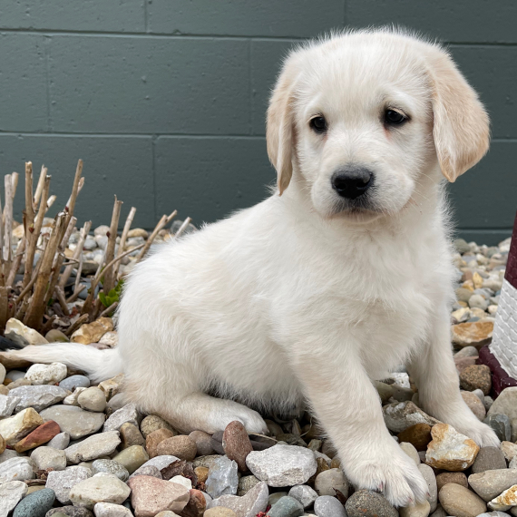 Find the Right Puppy for Your Family | PuppySpot