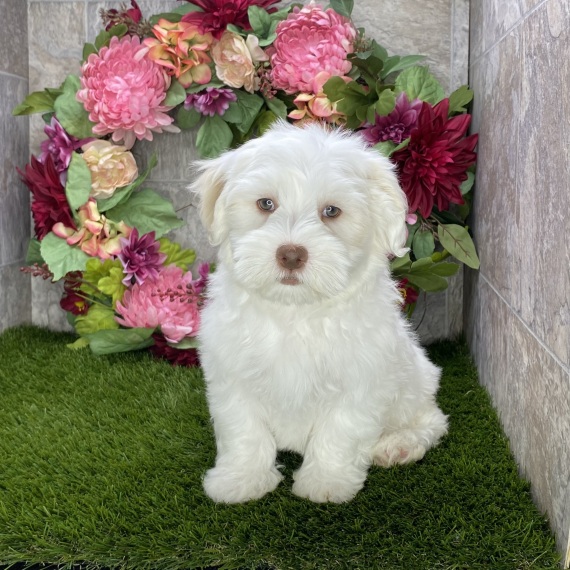 Lockwood, a Cream Male Havanese Puppy 703465 | PuppySpot