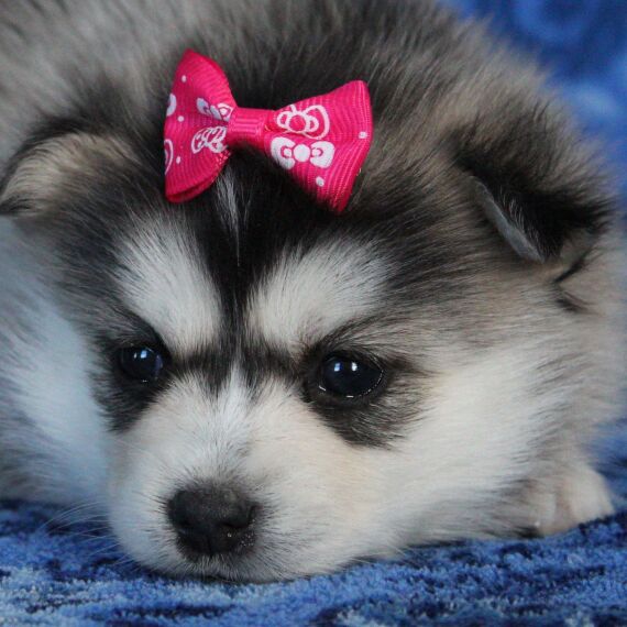 Pomsky Puppies for Sale - White, Blue eyed, Teacup & More | PuppySpot