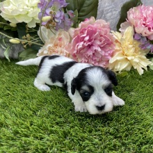 Coton de Tulear Puppies for Sale - Black, White, Tri Color +More ...