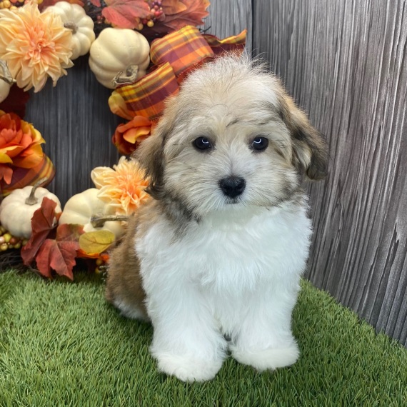 Callie, a Gold Sable Female Havanese Puppy 717595 | PuppySpot