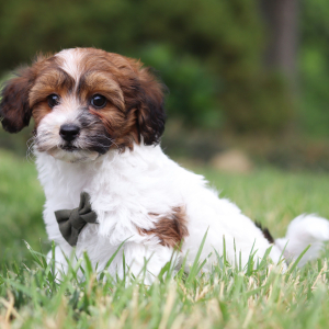 Joshua, a Sable & White Male Havapoo Puppy 735205 | PuppySpot