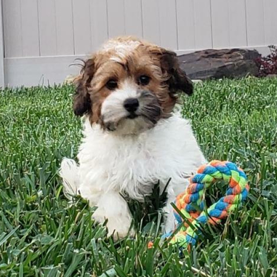 Joshua, a Sable & White Male Havapoo Puppy 735205 | PuppySpot