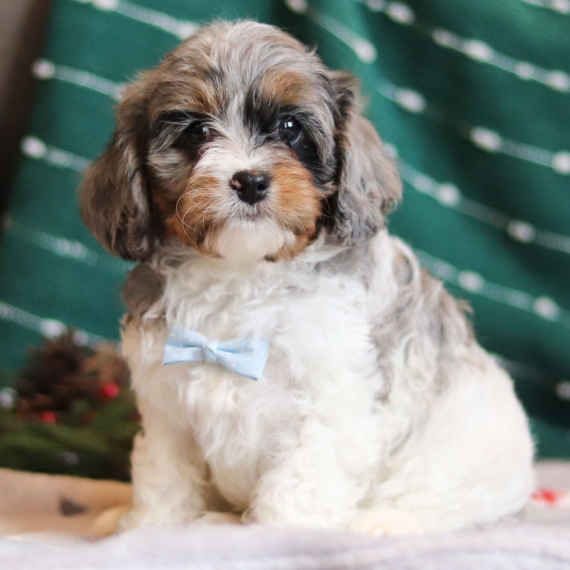 Royal, a Blue Merle White & Tan Male Cavapoo Puppy 749375 | PuppySpot