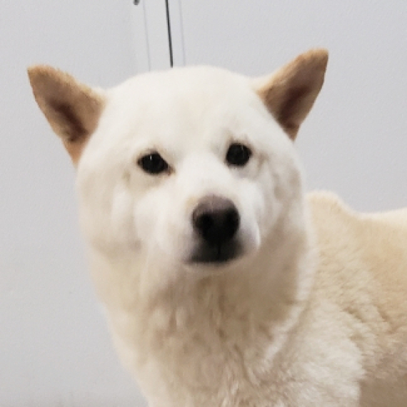 Tigger, a Red Sesame Male Shiba Inu Puppy 809659 | PuppySpot