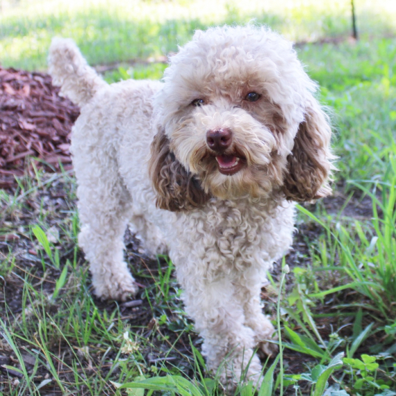Bella, a Blue Merle, White & Tan Female Poodle Puppy 809344 | PuppySpot